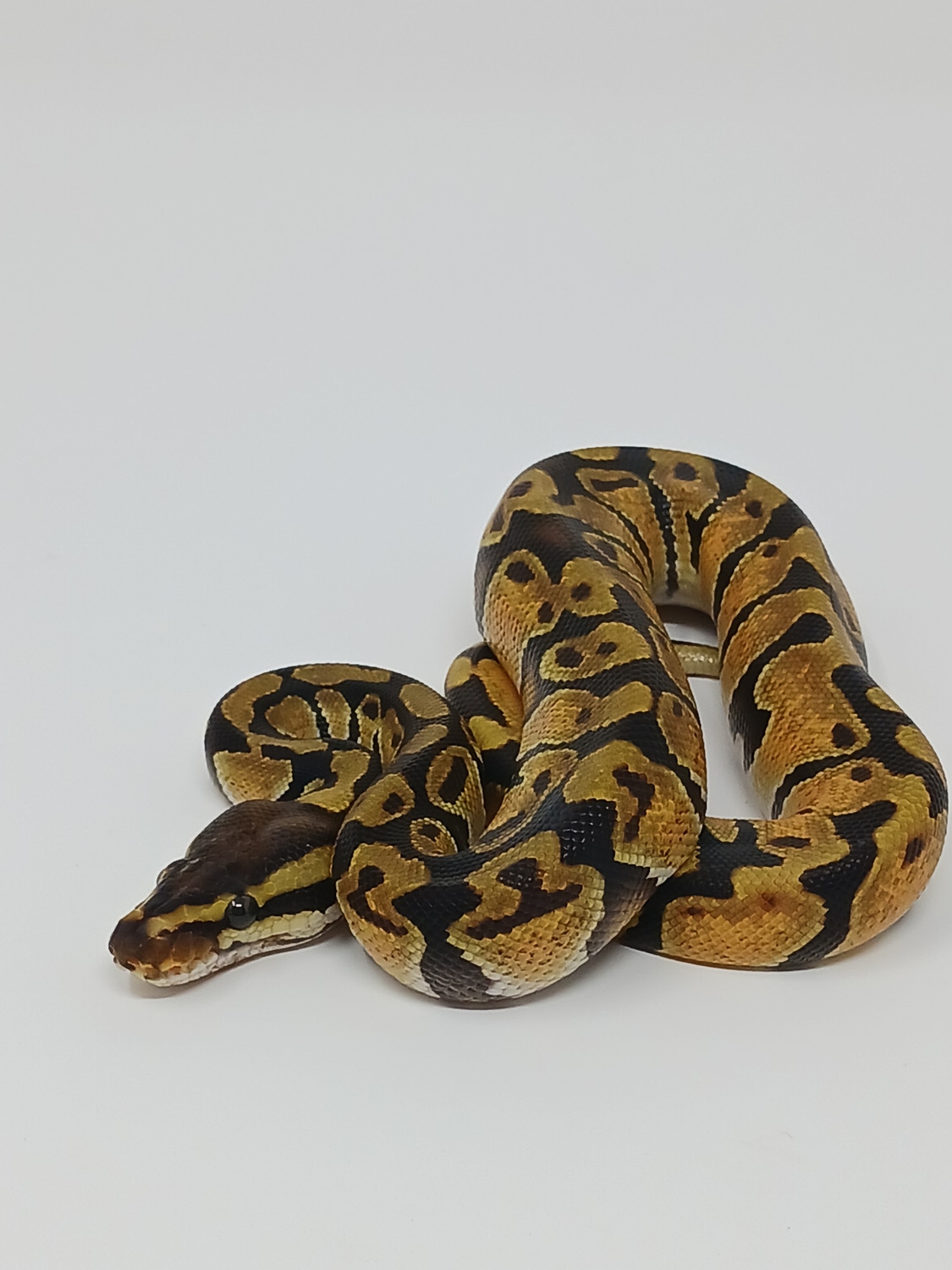 Enchi Ball Python by Finger Snakes - MorphMarket