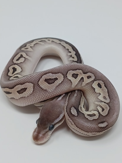 Pewter Mojave Ball Python by Finger Snakes