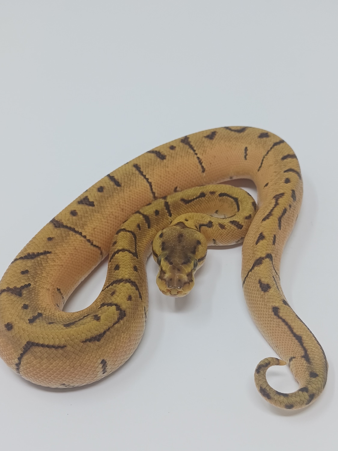 Pastel Enchi Pinstripe Het Pied Ball Python by Finger Snakes - MorphMarket