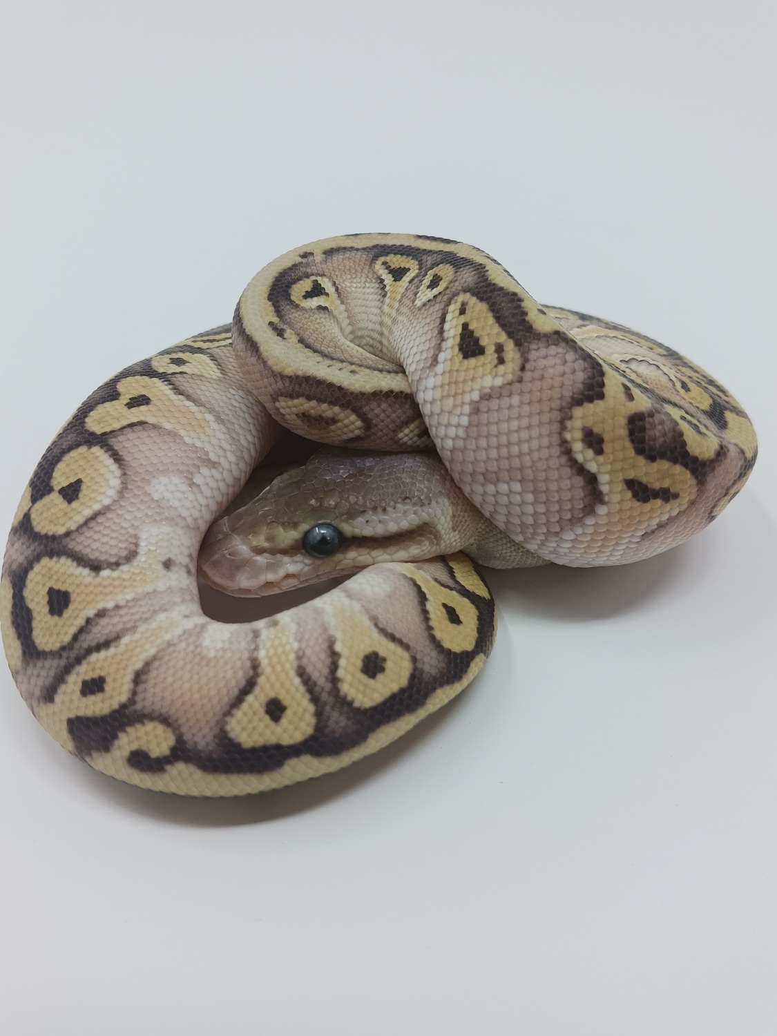 Pastel Mojave HGW Odium Ball Python by Finger Snakes - MorphMarket