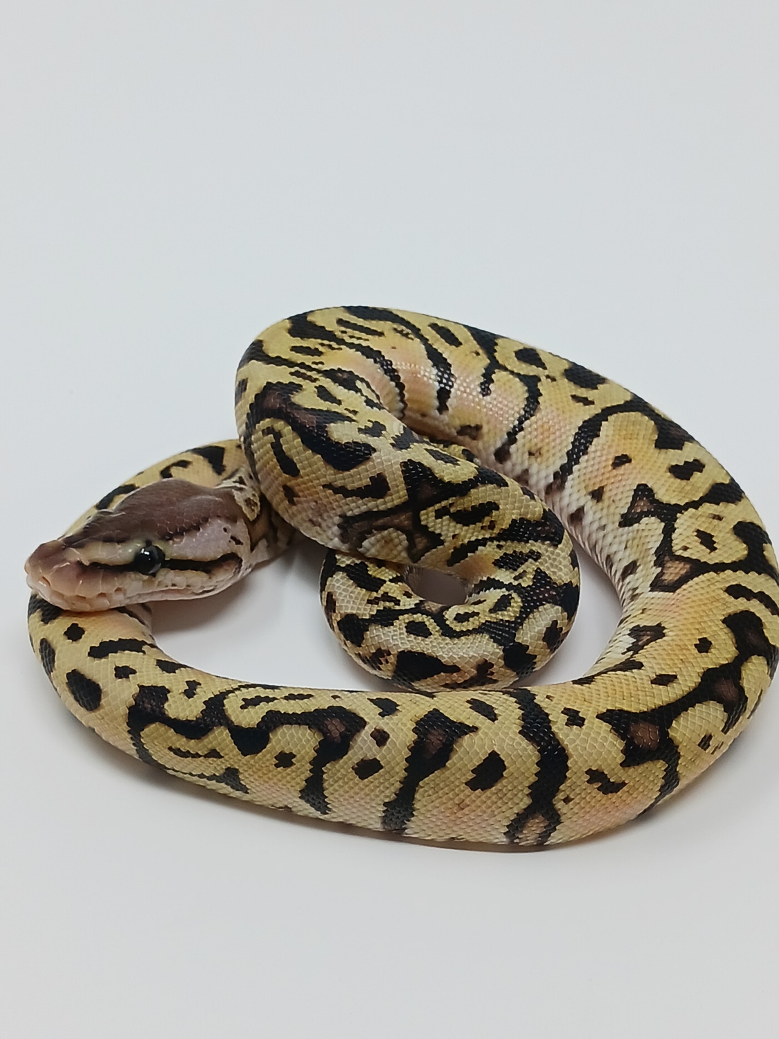 Pastel HGW Ball Python by Finger Snakes - MorphMarket