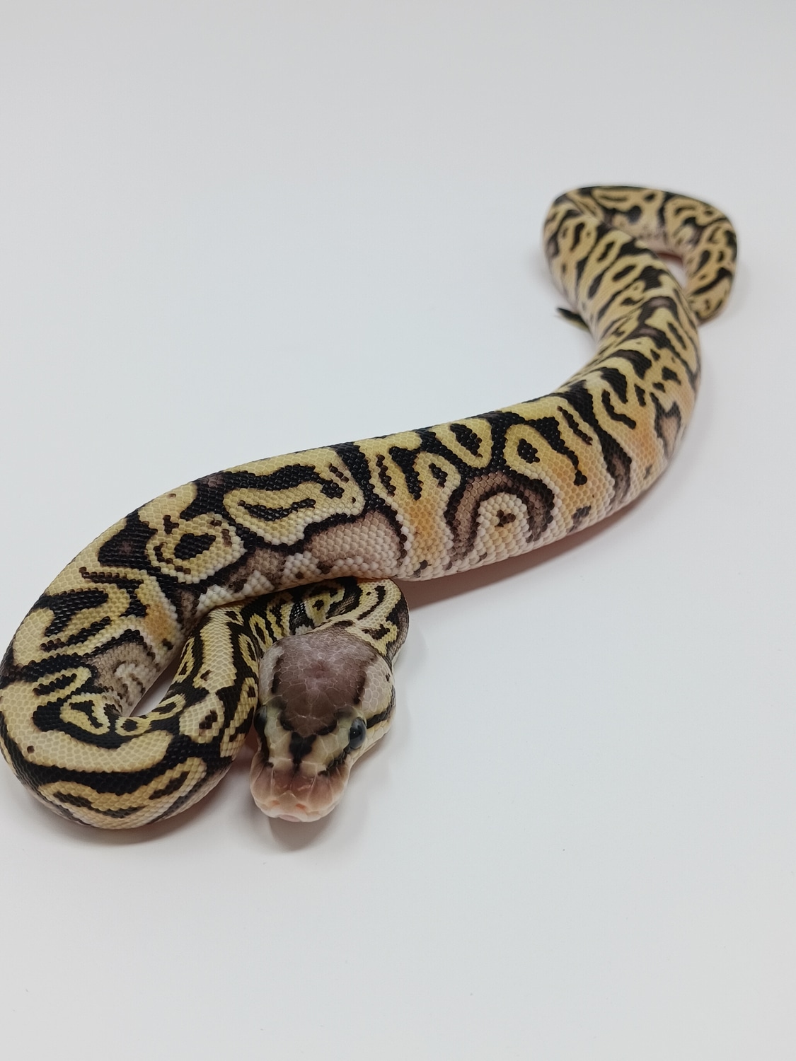 Super Pastel HGW Het Clown Ball Python by Finger Snakes - MorphMarket