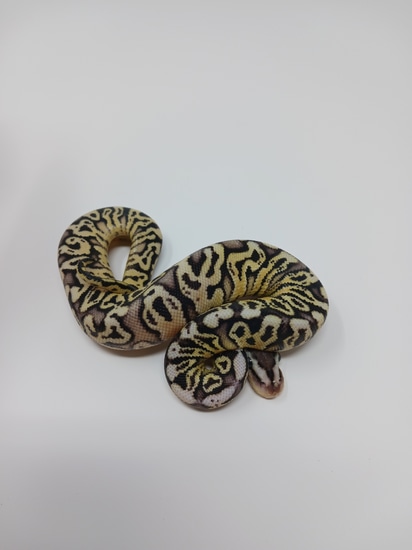 Super Pastel HGW Het Clown Ball Python by Finger Snakes