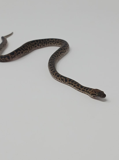 Spotted Python by Finger Snakes