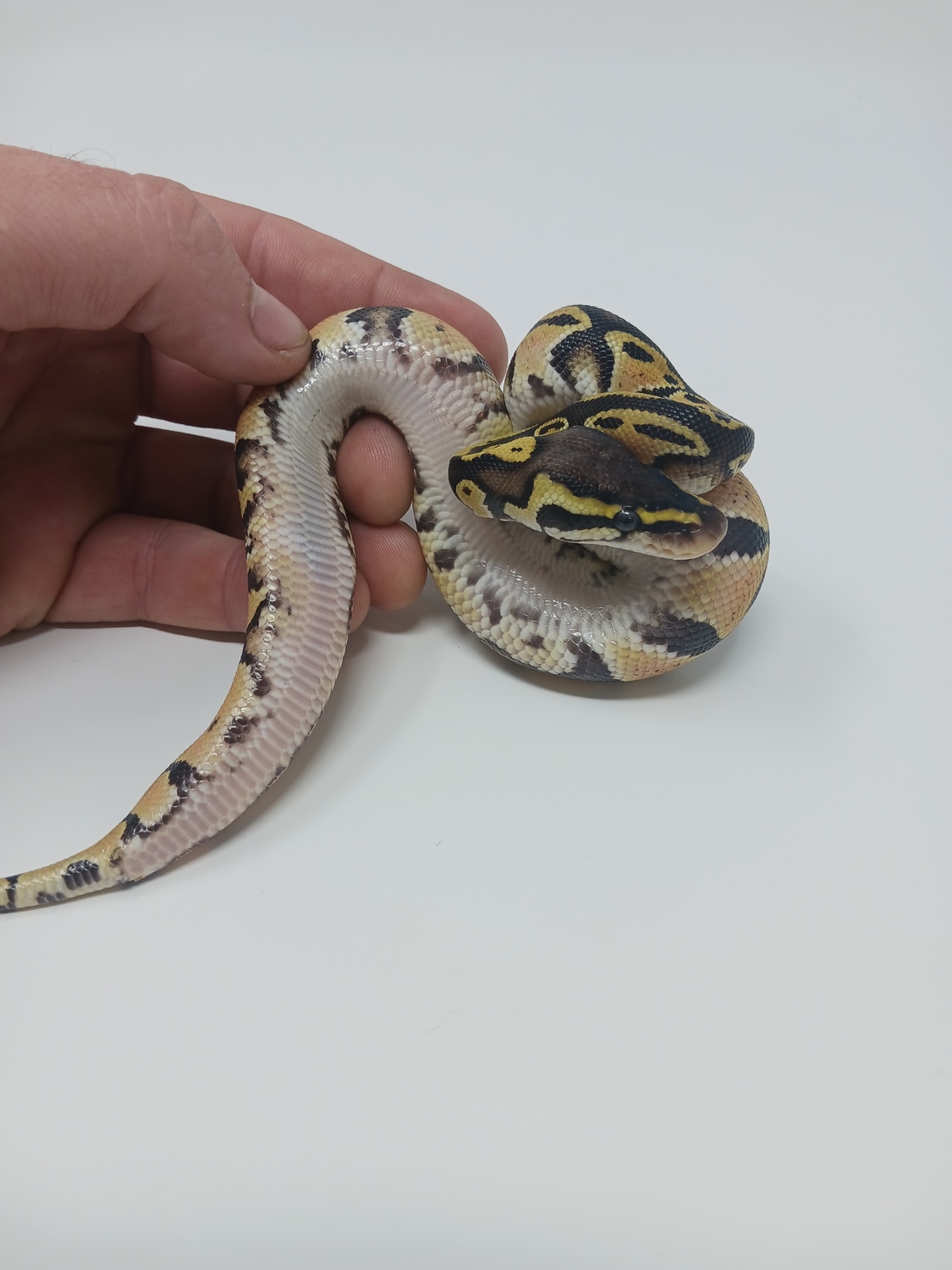 Pastel Het Genetic Stripe Ball Python by Finger Snakes - MorphMarket