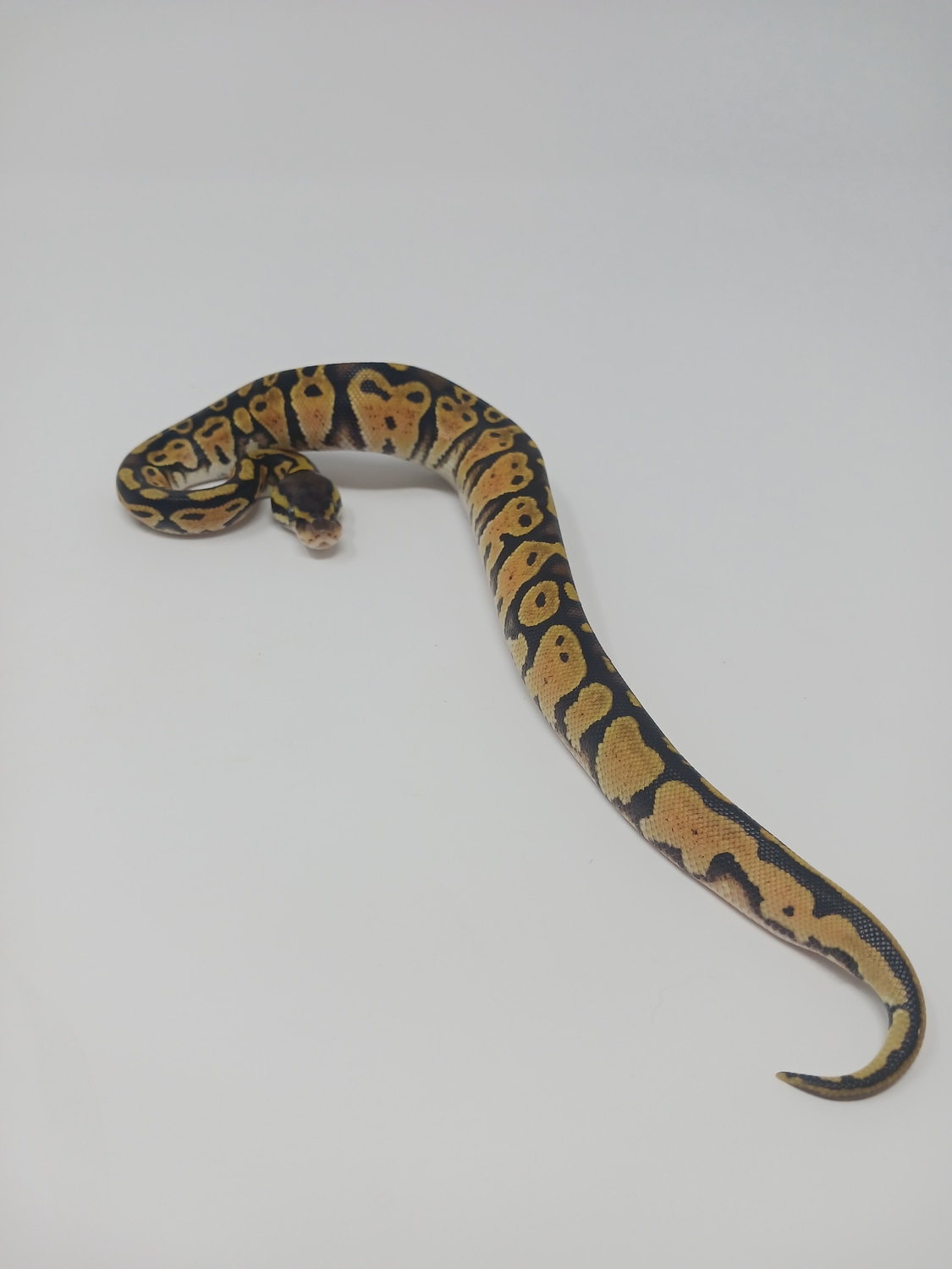 Pastel Het Genetic Stripe Ball Python by Finger Snakes - MorphMarket