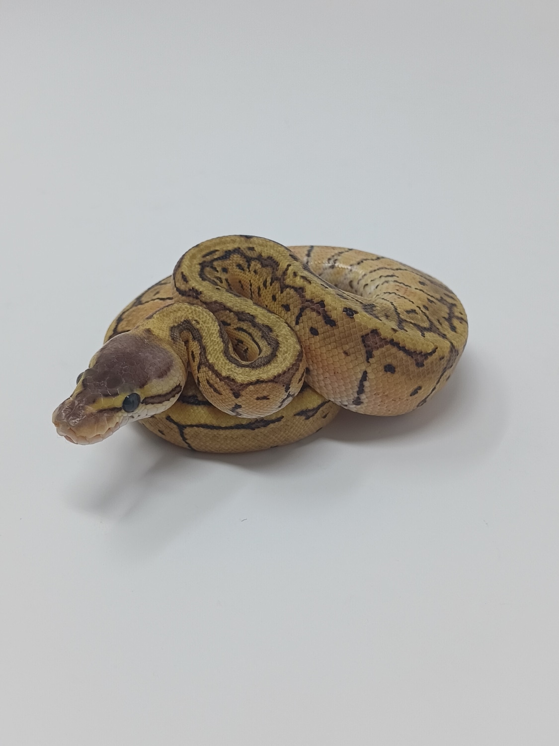Pastel Pinstripe Het Genetic Stripe Ball Python by Finger Snakes ...