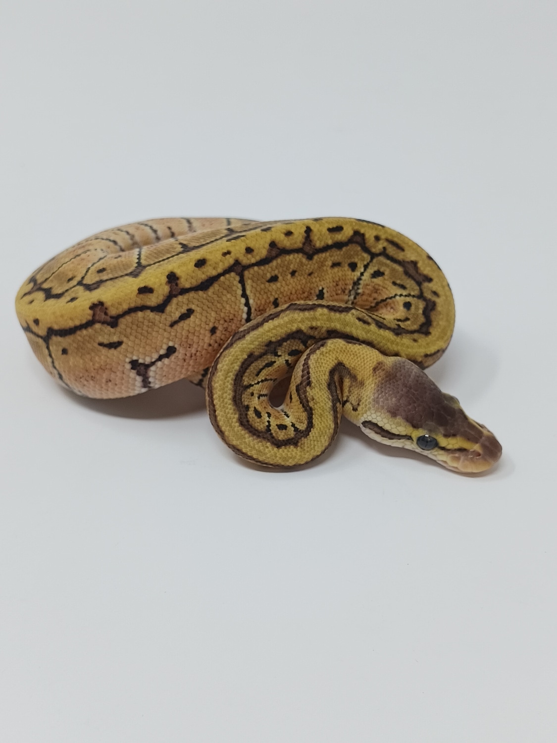 Pastel Pinstripe Het Genetic Stripe Ball Python by Finger Snakes ...