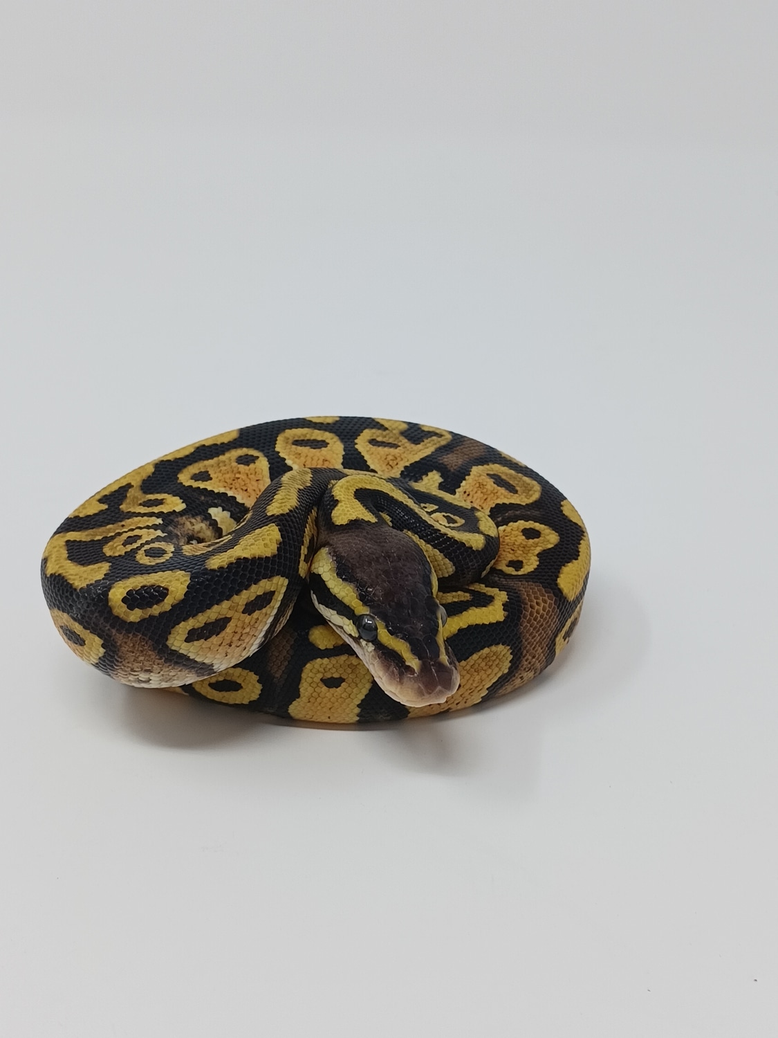 Pastel Het Genetic Stripe Ball Python by Finger Snakes - MorphMarket