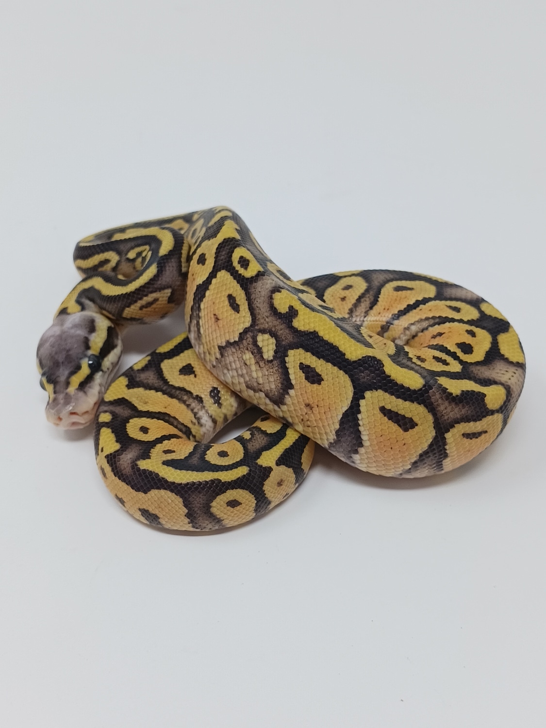 Super Pastel Het Genetic Stripe Ball Python by Finger Snakes - MorphMarket