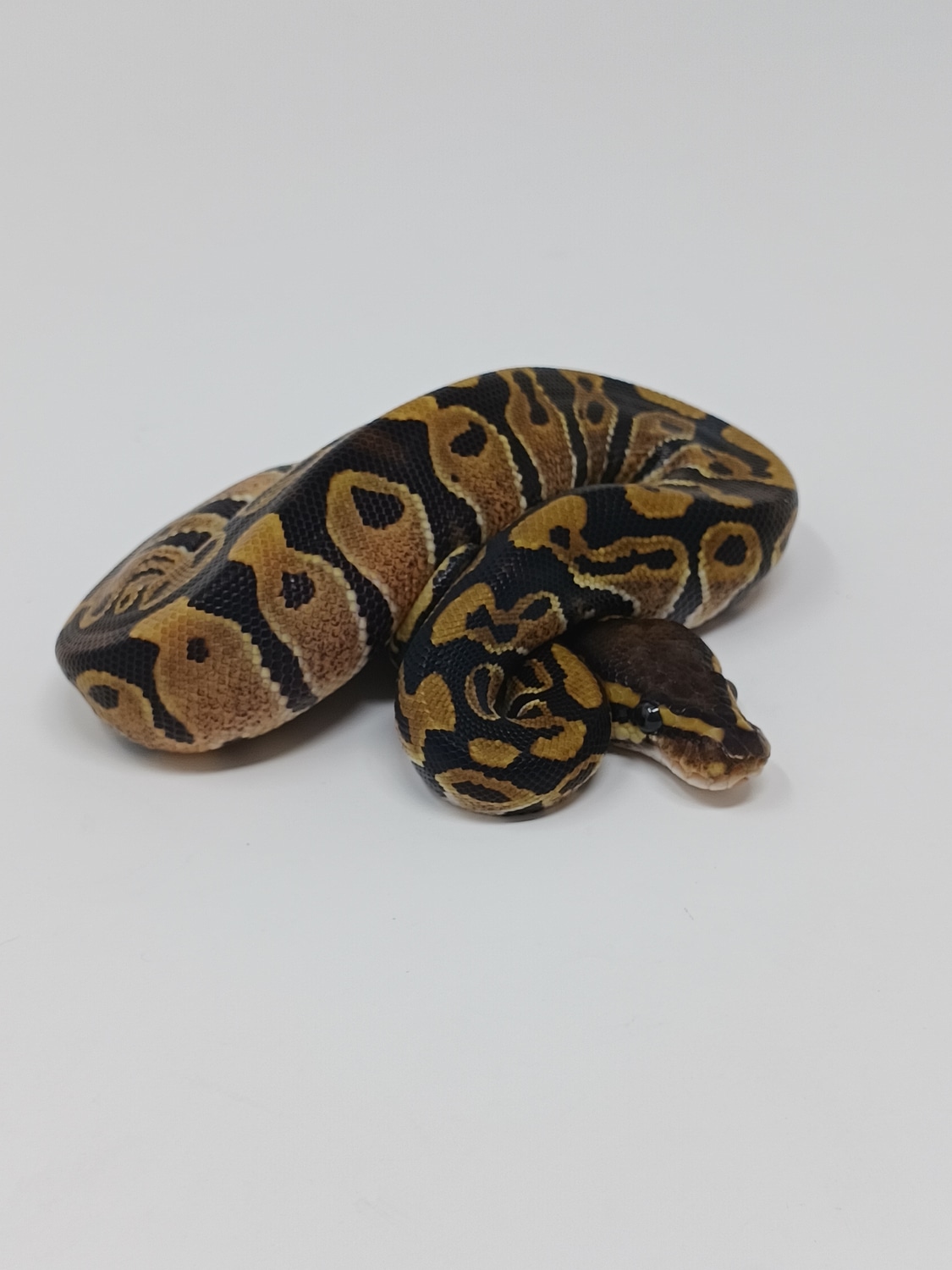 Het Genetic Stripe Ball Python by Finger Snakes - MorphMarket