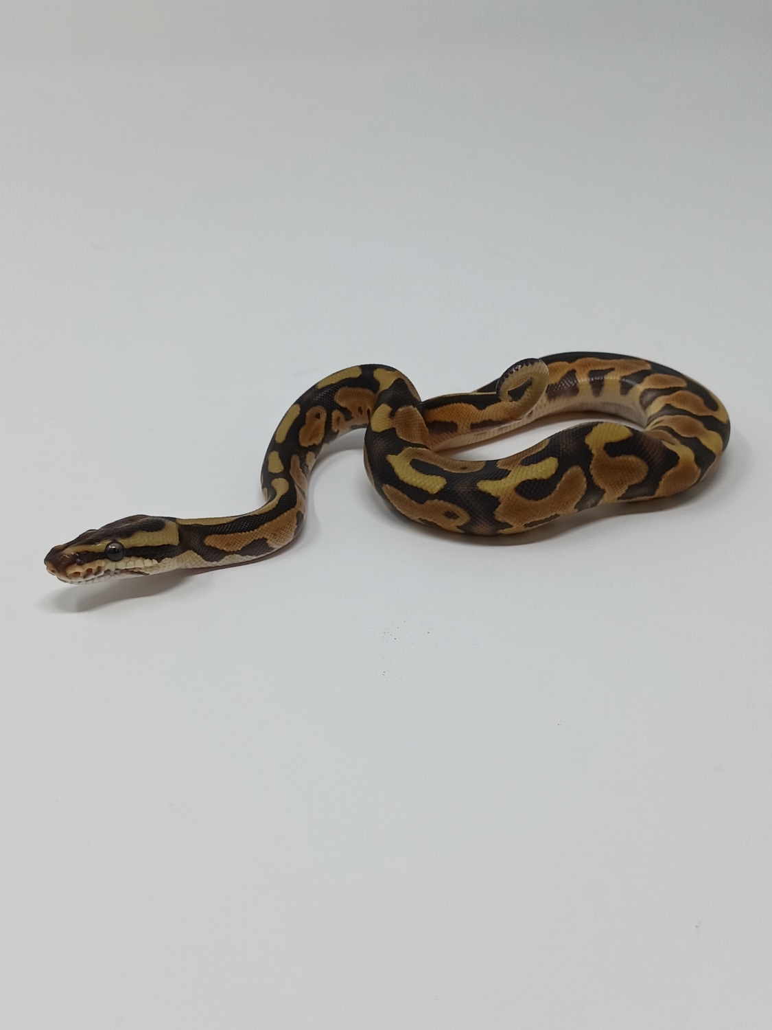 Black Pastel Enchi Leopard 66% Het Lav 50% Het Clown Pos Het Pied Ball ...