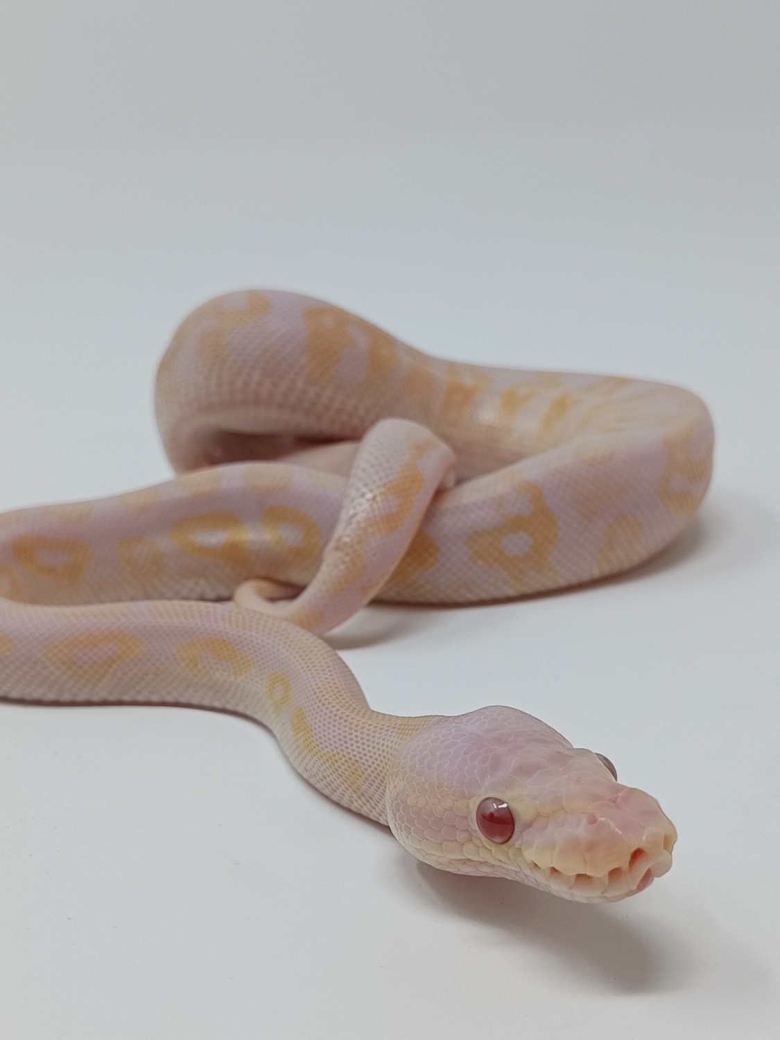 Black Pewter Leopard Lavander Albino 50% Het Clown Pos Het Pied Ball ...