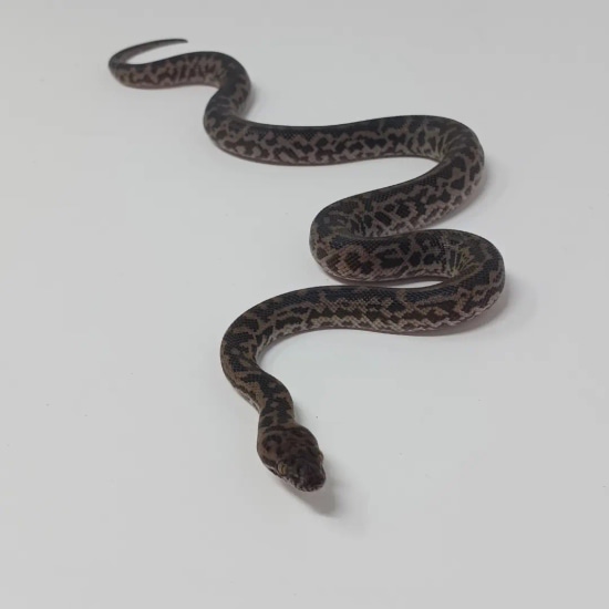 Stripped Line Spotted Python by Finger Snakes