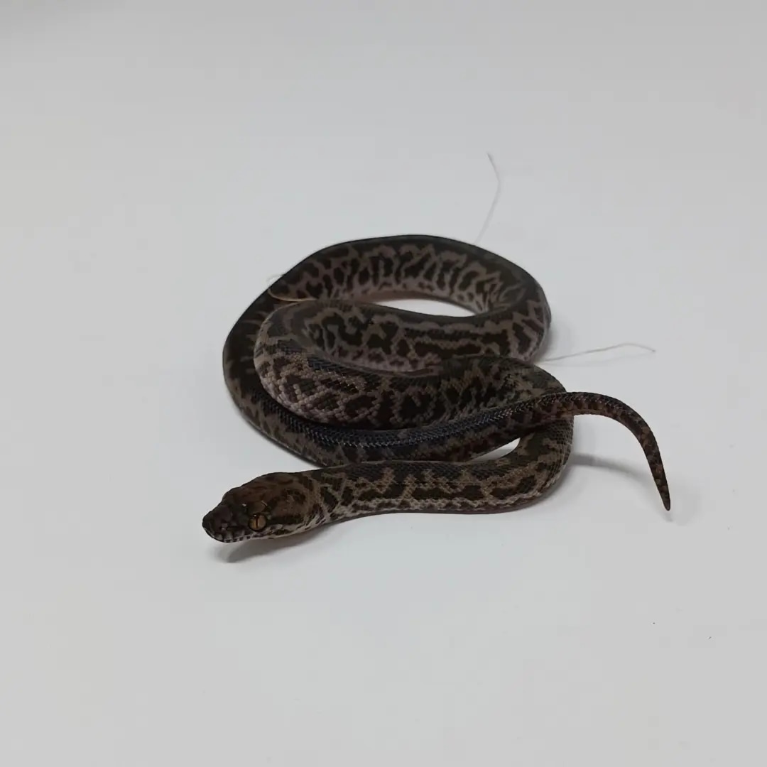 Stripped Line Stripped Python Spotted Python by Finger Snakes - MorphMarket