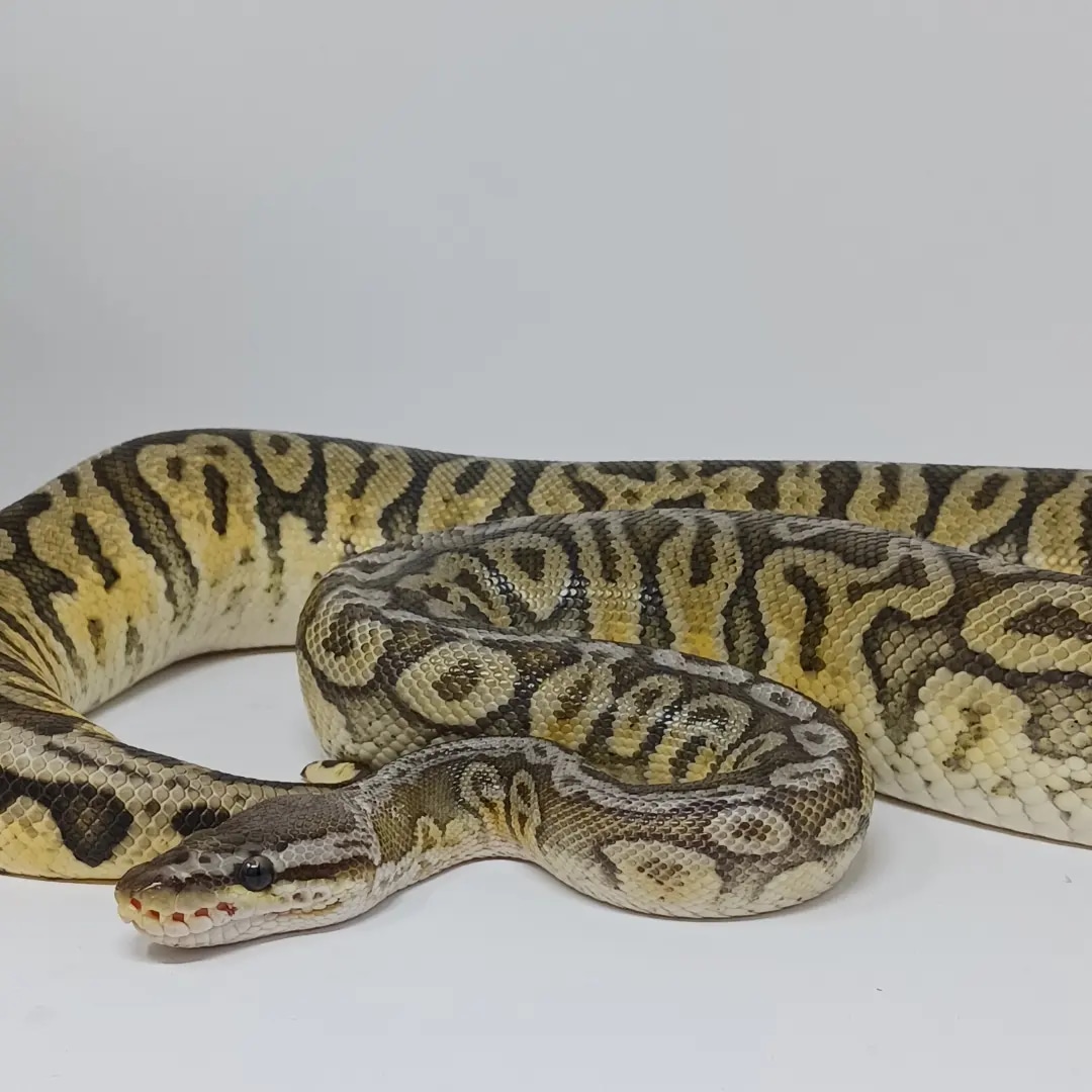 Super Pastel HGW Ball Python by Finger Snakes - MorphMarket