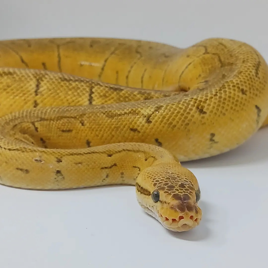 Super Pastel Enchi Pinstripe Ball Python by Finger Snakes - MorphMarket
