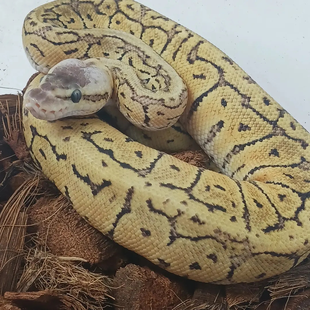 Pastel Pinstripe Het Grail Ball Python by Finger Snakes - MorphMarket