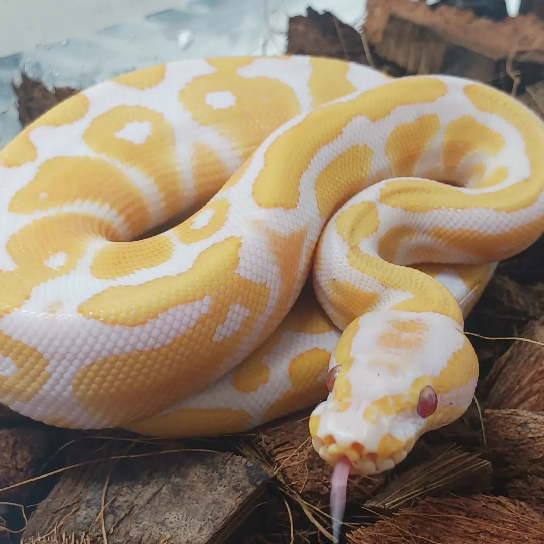 Lavander Albino Het Clown Ball Python by Finger Snakes - MorphMarket