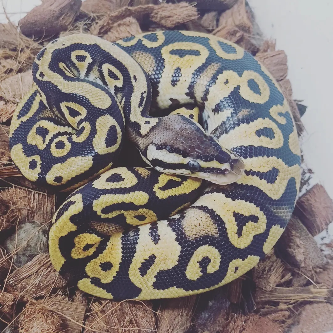 Pastel Het Grail Ball Python by Finger Snakes - MorphMarket