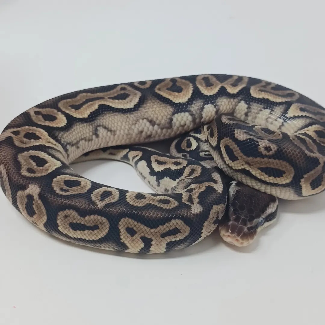 Black Pewter Het Grail Ball Python by Finger Snakes - MorphMarket
