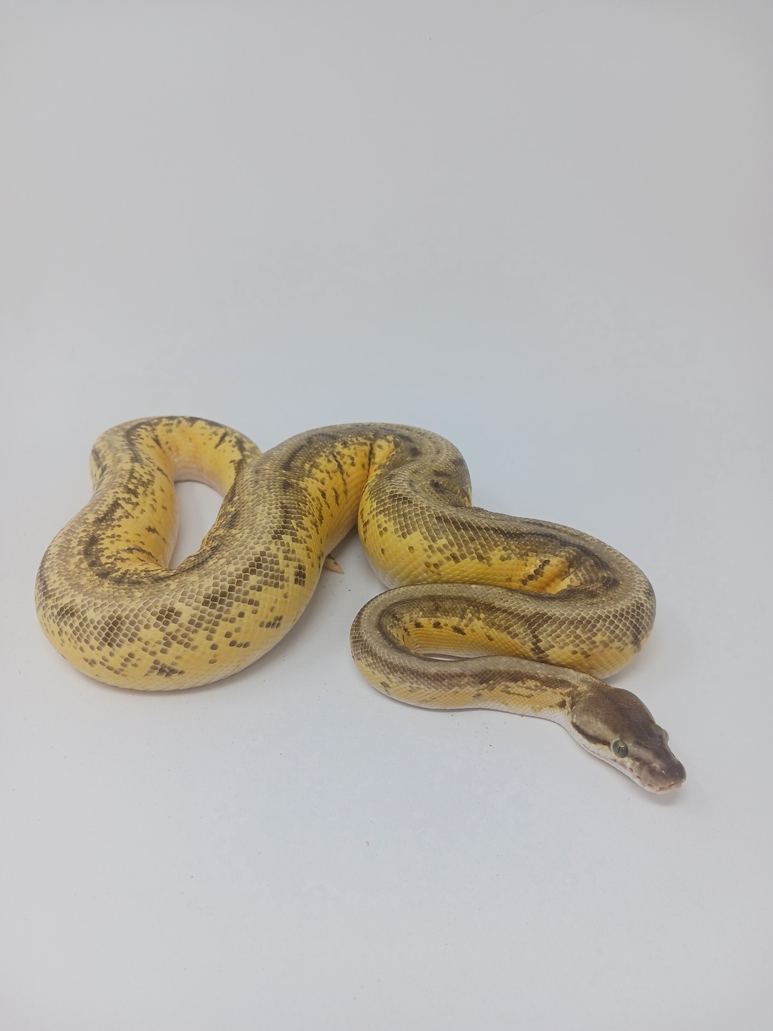 Pastel Enchi Pinstripe HGW Leopard Odium 50% Het Grail Pos Het Pied ...