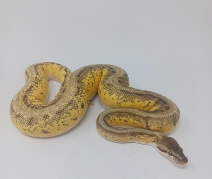 Pastel Enchi Leopard Pinstripe HGW 50%Het Grail Pos Het Pied Ball ...