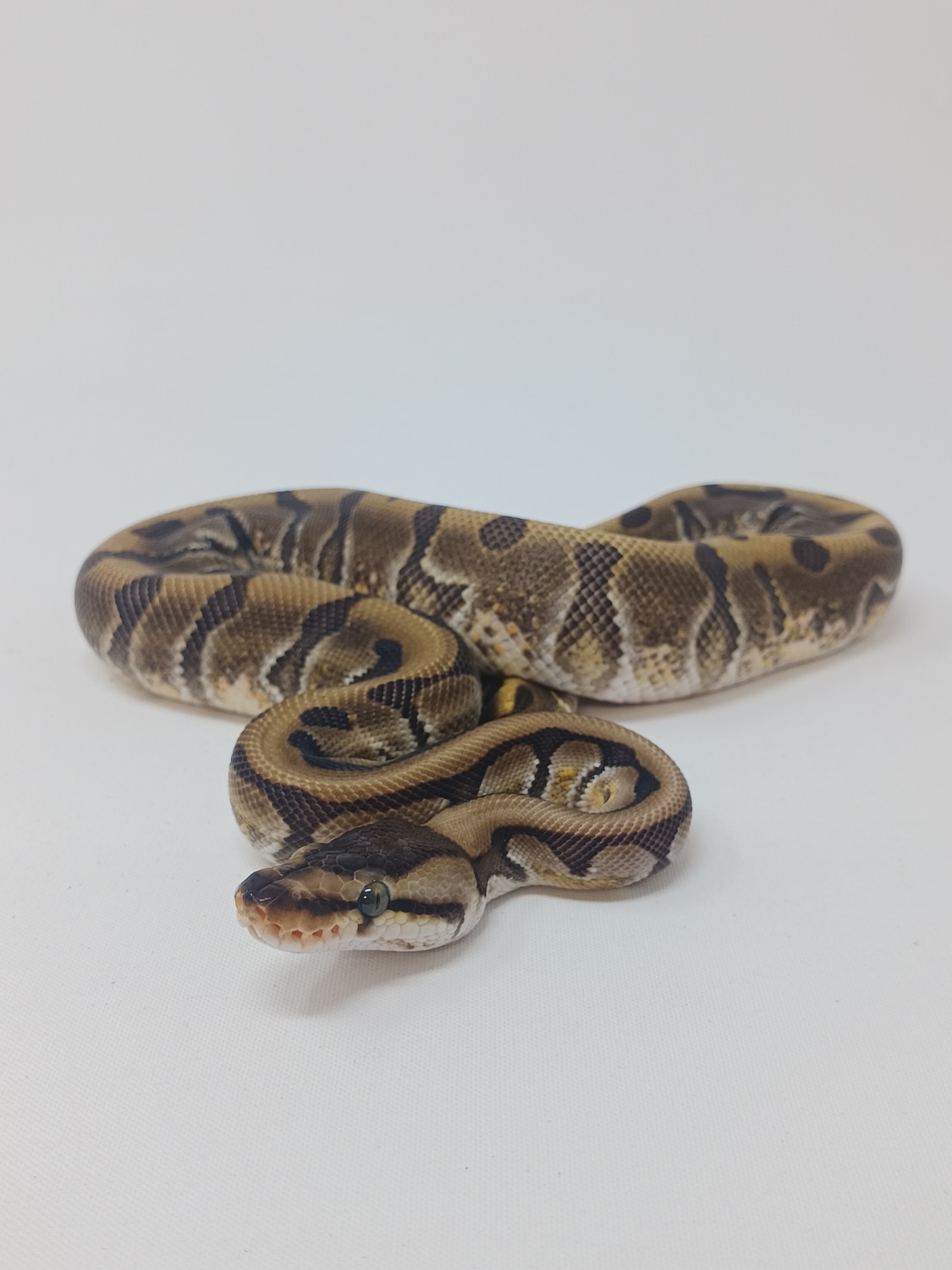 Enchi Hgw Odium Ball Python by Finger Snakes - MorphMarket