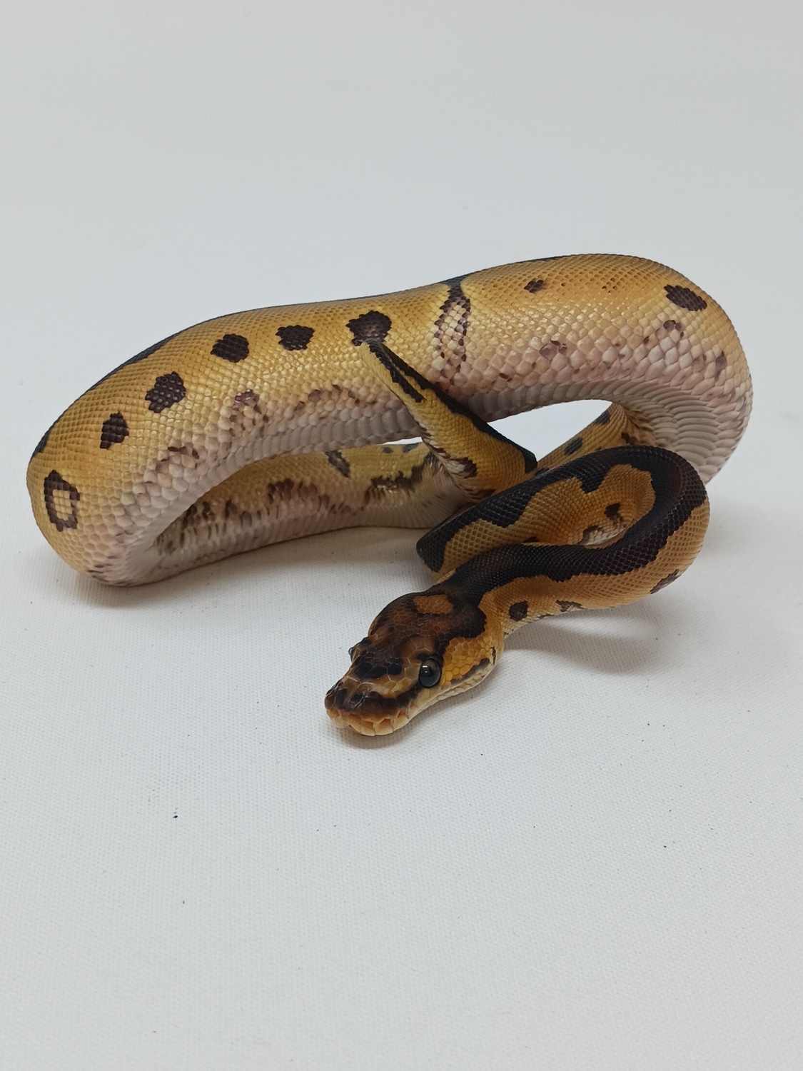 Special Clown Het Lavander Albino Ball Python by Finger Snakes ...