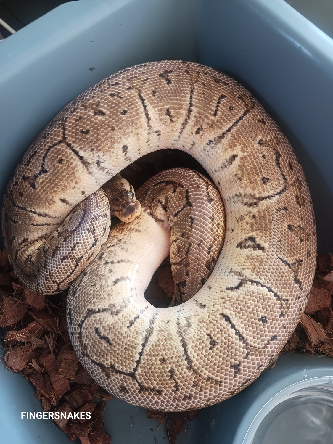 Super Pastel Pinstripe Het Clown Ball Python by Finger Snakes - MorphMarket