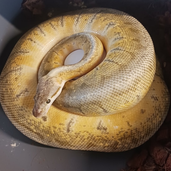 Super Pastel Enchi Pinstripe Ball Python by Finger Snakes