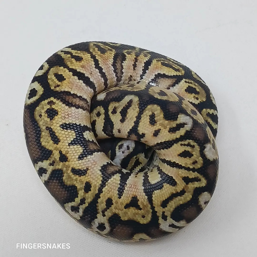 Pastel HGW Lace Ball Python by Finger Snakes - MorphMarket
