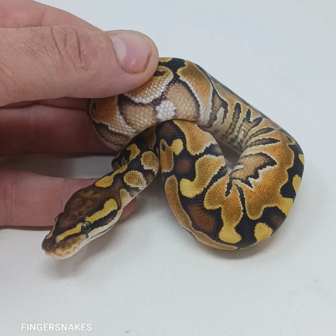Enchi Special Lace Ball Python by Finger Snakes - MorphMarket