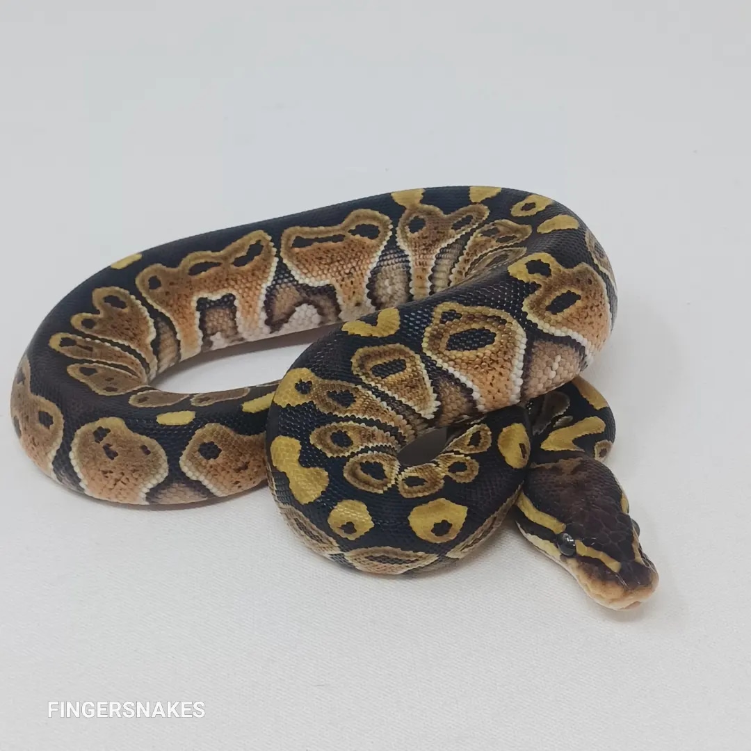 Special Lace Ball Python by Finger Snakes - MorphMarket