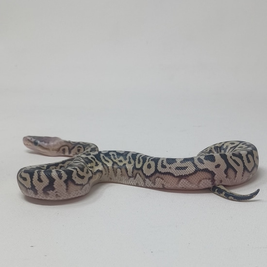 Pastel HGW Lace Het Clown Ball Python by Finger Snakes