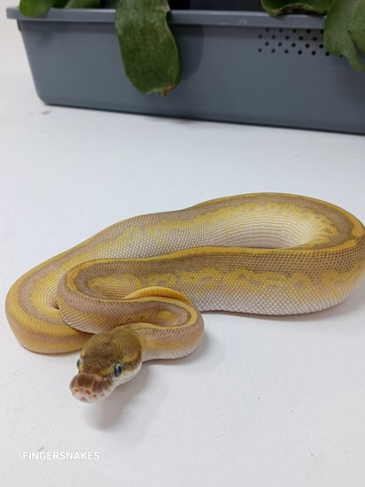 Pastel, Yellow Belly, Mojave, Cinnamon, Leopard, Enchi, Hidden Gene ...