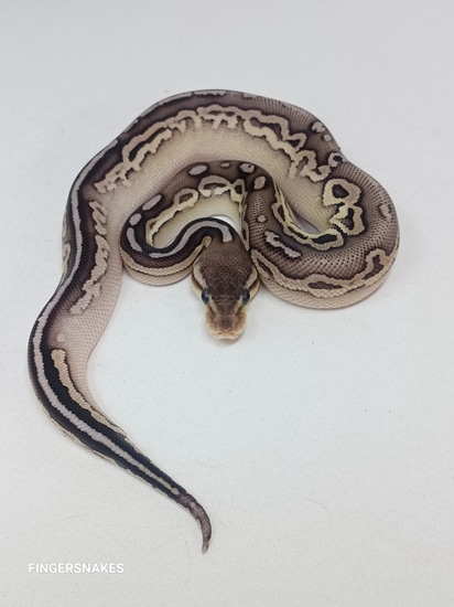 Lace Pewter Mojave Ball Python by Finger Snakes