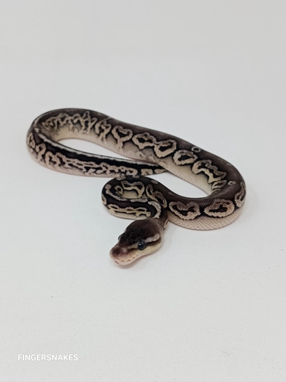 Lace Pewter Ball Python by Finger Snakes