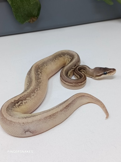 Pewter Mojave Leopard Het Pied 50% Het Lavander Albino Ball Python by ...