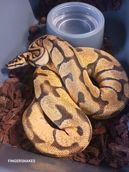 Super Enchi Pastel Leopard Het Clown Ball Python by Finger Snakes