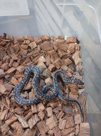 Stripped Line Spotted Python by Finger Snakes