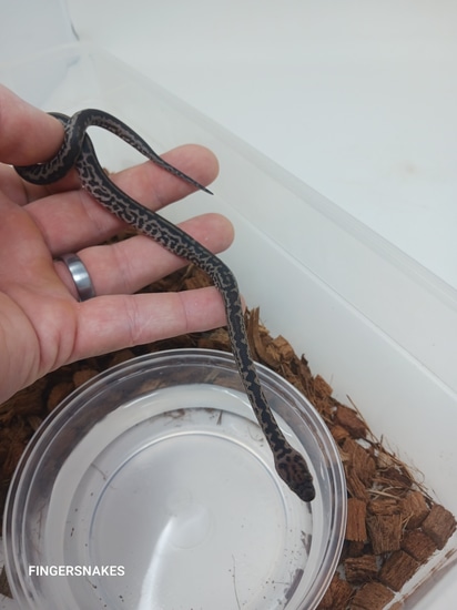 Stripped Line Spotted Python by Finger Snakes