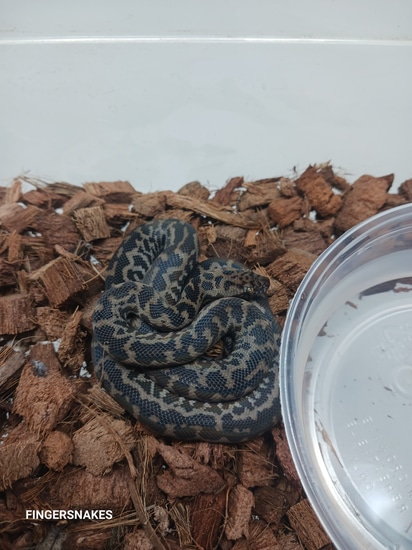 Spotted Python by Finger Snakes