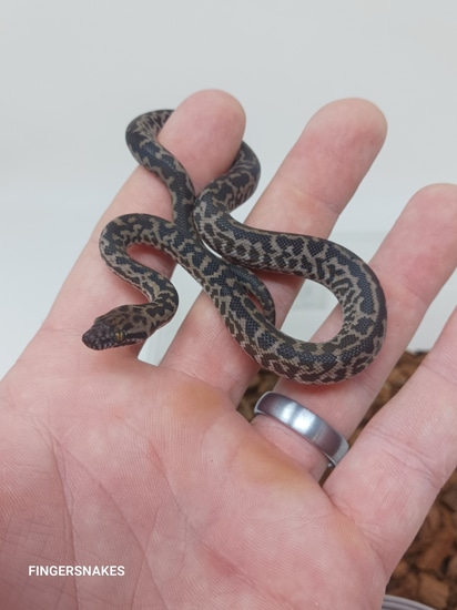 Stripped Line Spotted Python by Finger Snakes