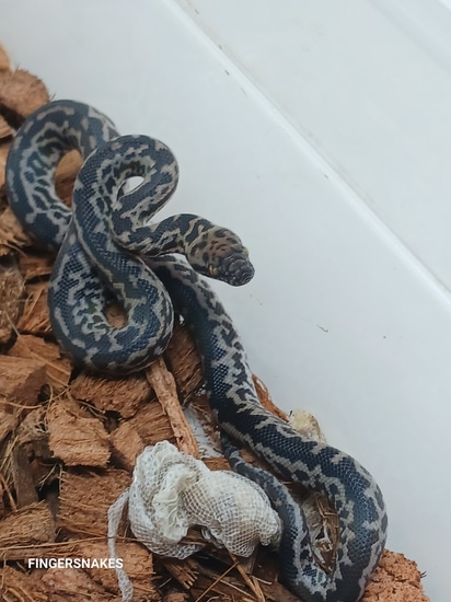 Stripped Line Spotted Python by Finger Snakes