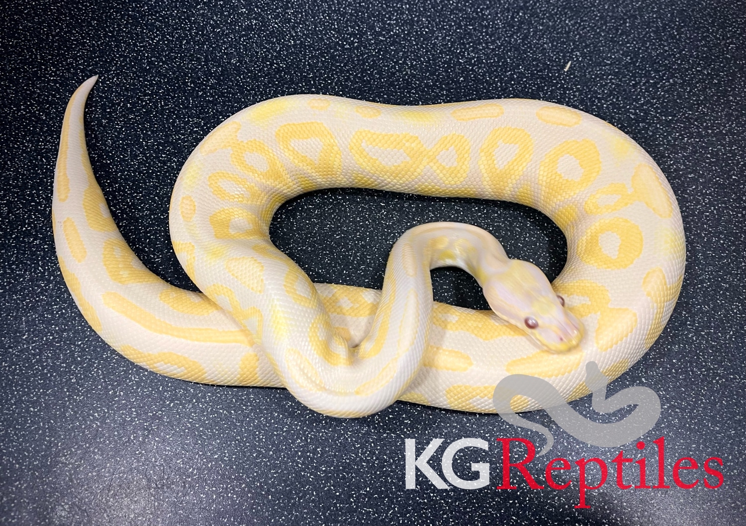 Cinnamon Toffee Ball Python by KG Reptiles - MorphMarket