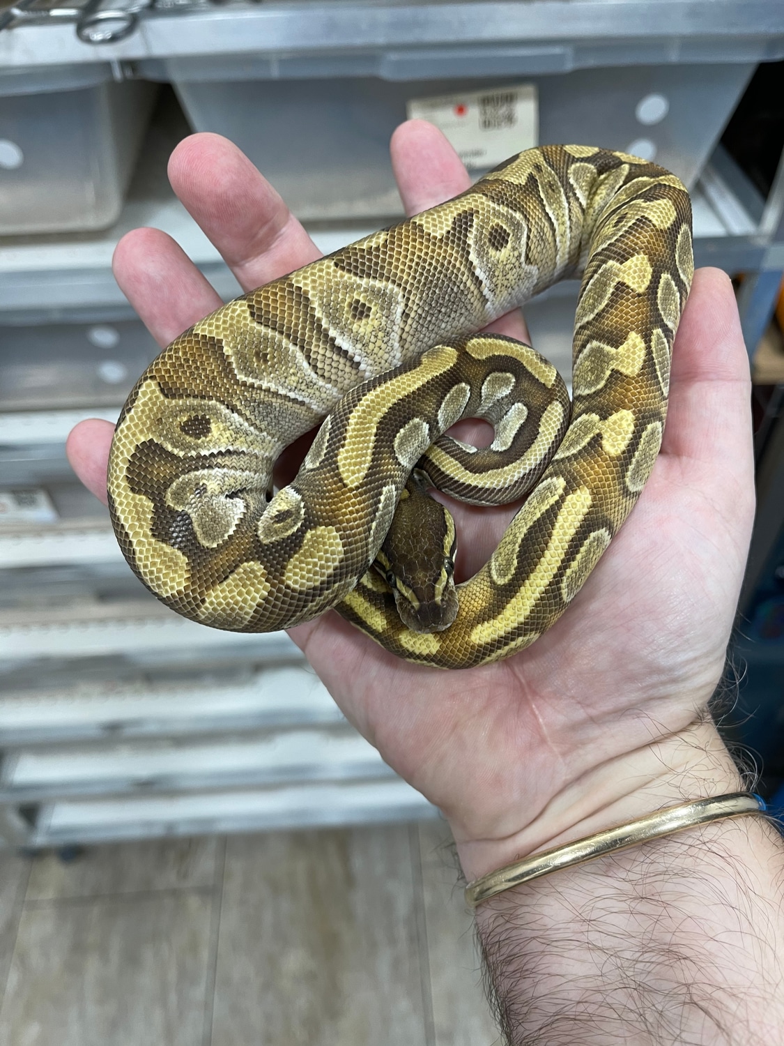 Mojave Enchi Het Toffee Ball Python by KG Reptiles - MorphMarket