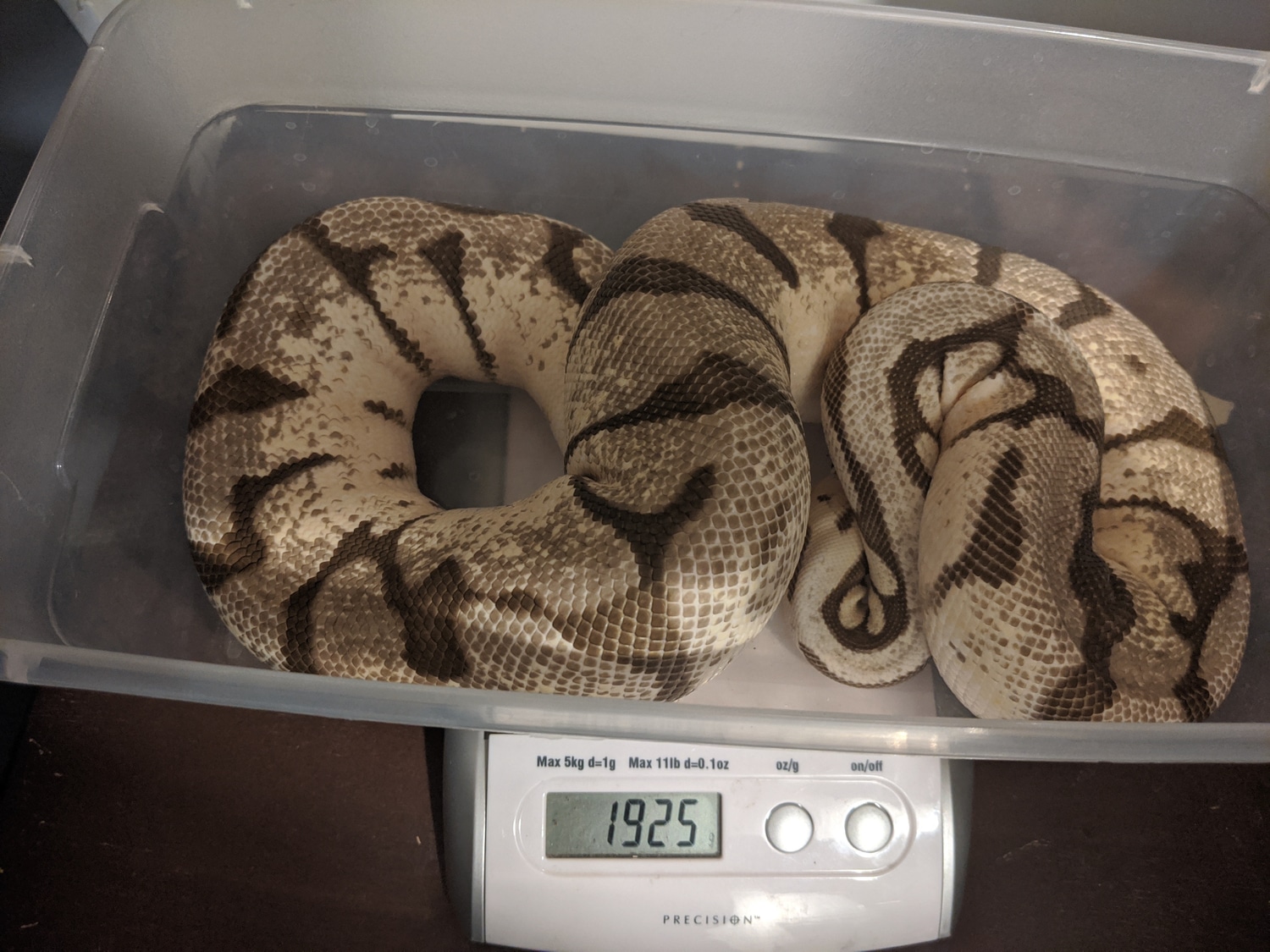 Fire Bee Ball Python by Bee Hive Constrictors - MorphMarket