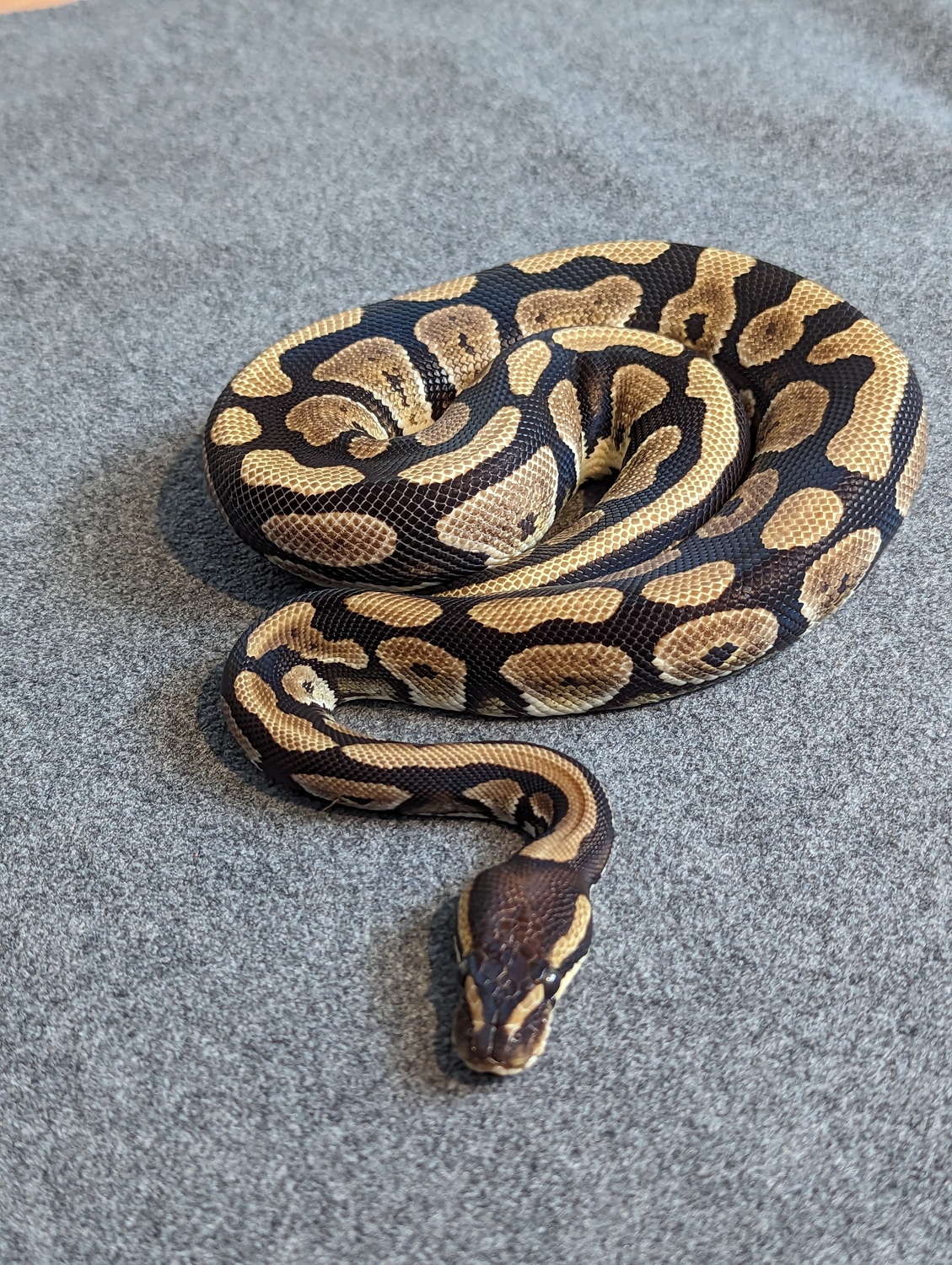 Het Desert Ghost Ball Python by Beekmansreptiles - MorphMarket