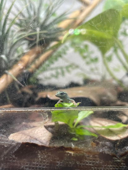 Electric Blue Day Geckos by Ultramarine Reptile